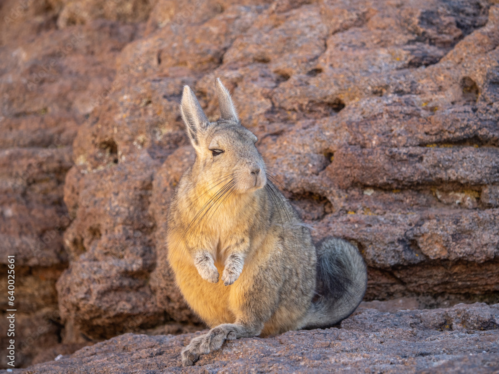 Vizcacha en las afueras del Salar de Uyuni en Bolivia Stock Photo ...