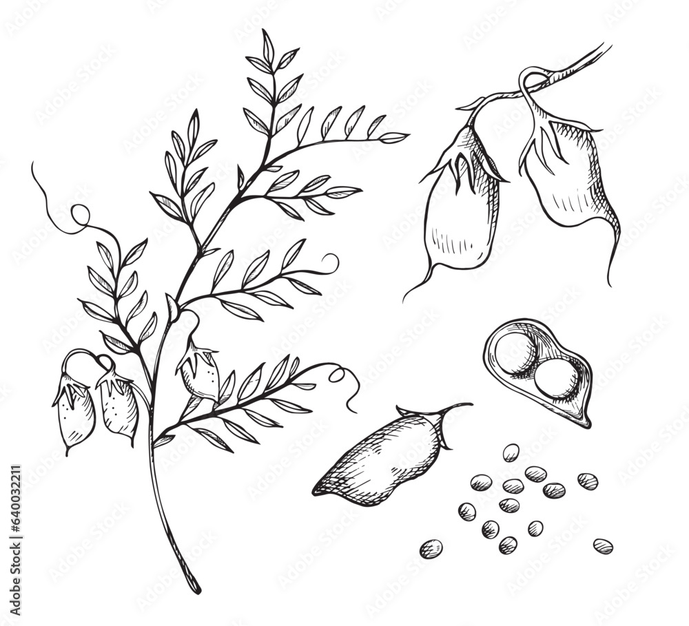 Lentil plant and bean drawing vector illustration on isolated white ...