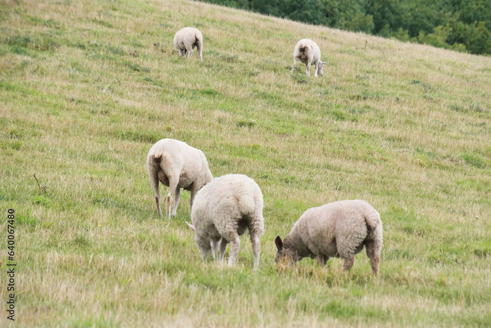 Beautiful Low Angle View of British Lamb and Sheep Farms at Upper ...