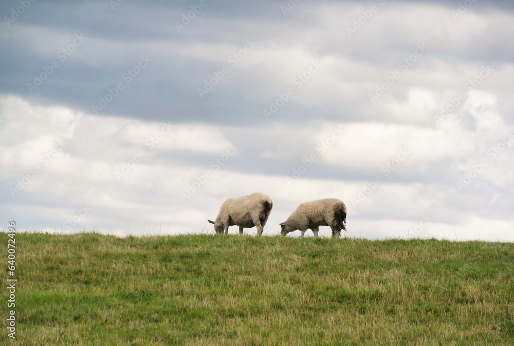 Beautiful Low Angle View of British Lamb and Sheep Farms at Upper ...