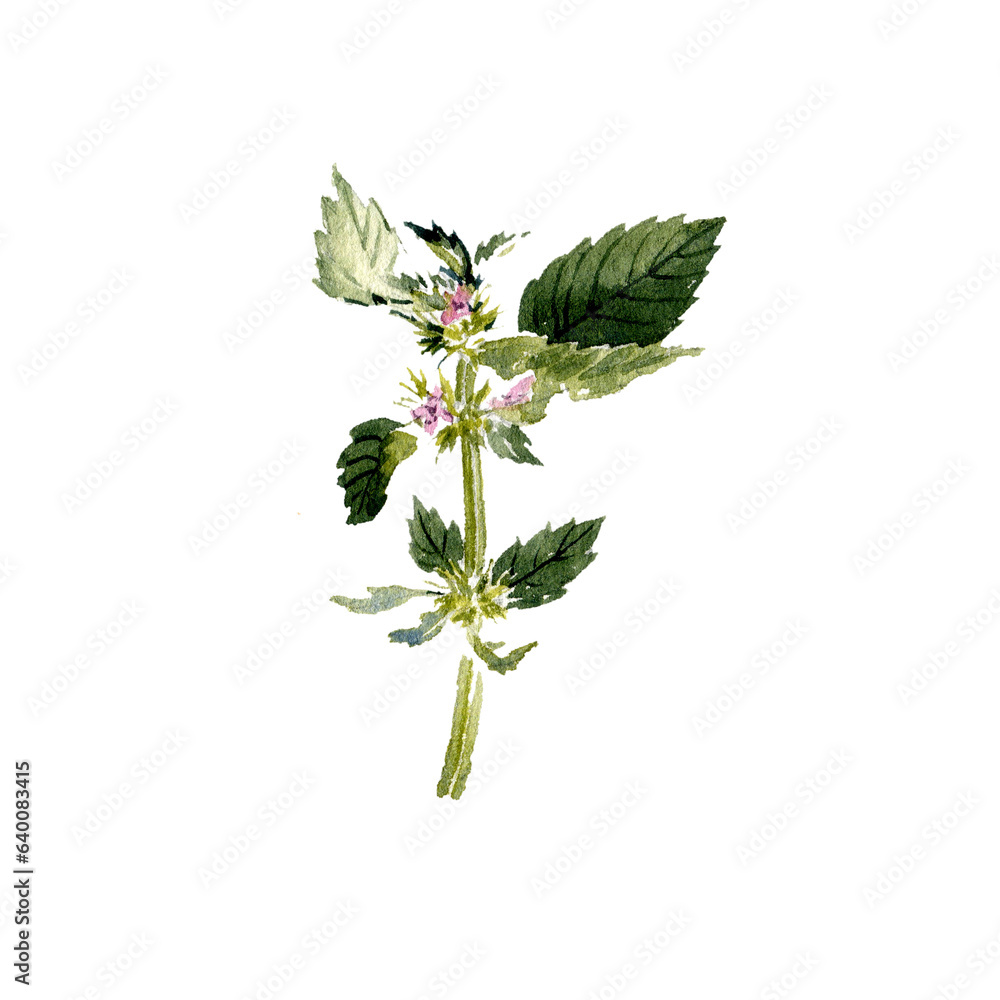 watercolor drawing plant of bifid hemp-nettle with leaves and flowers ...