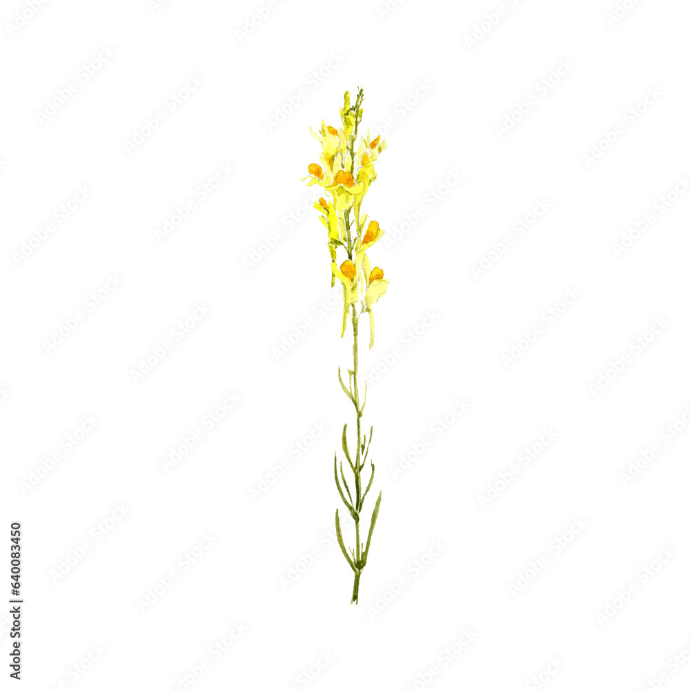 watercolor drawing plant of yellow toadflax with leaves and flowers ...
