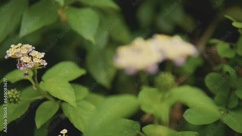 Slow push in shot going out of cous showing Lantana camara in bloom ...