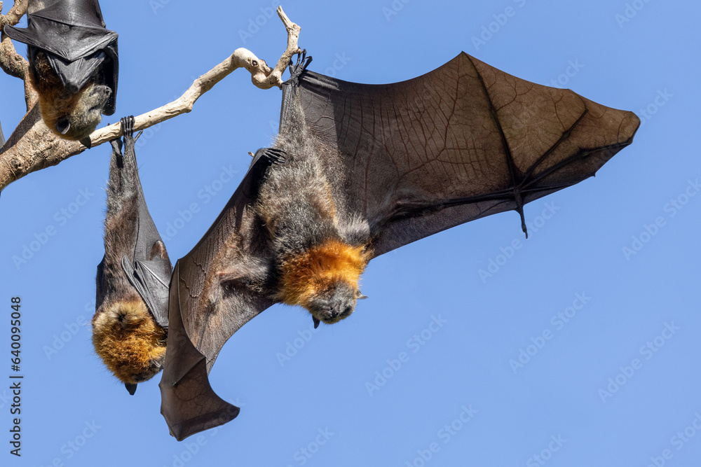 Australian Grey-headed Flying Fox roosts in trees by day Stock Photo ...