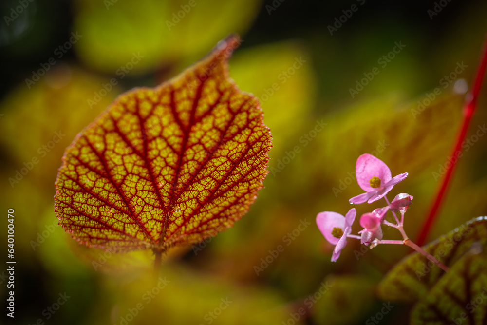 Begonia arenosaxa ined. (Begoniaceae)Rain forest plants,mini pond,bowl ...