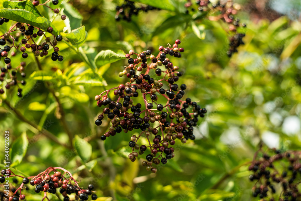 roślin, kwiat, charakter, jary, drzew, feuille, jardin, lato, kwiat ...