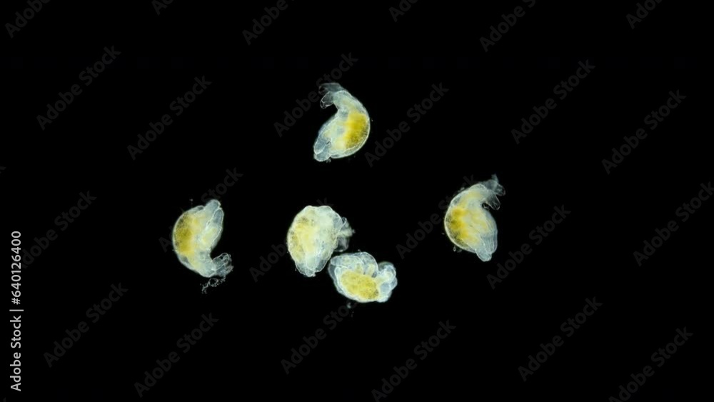 Vidéo Stock Larvae of sea spider Pseudopallene spinipes under ...