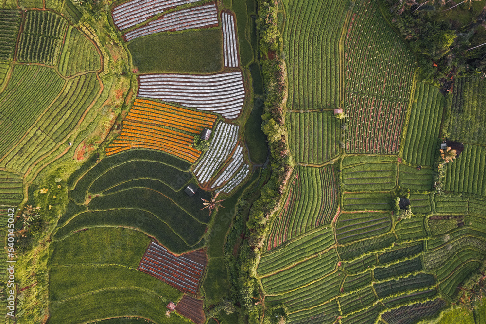 Top Down texture details of Hut in Marigold Flowers in Sidemen Bali ...