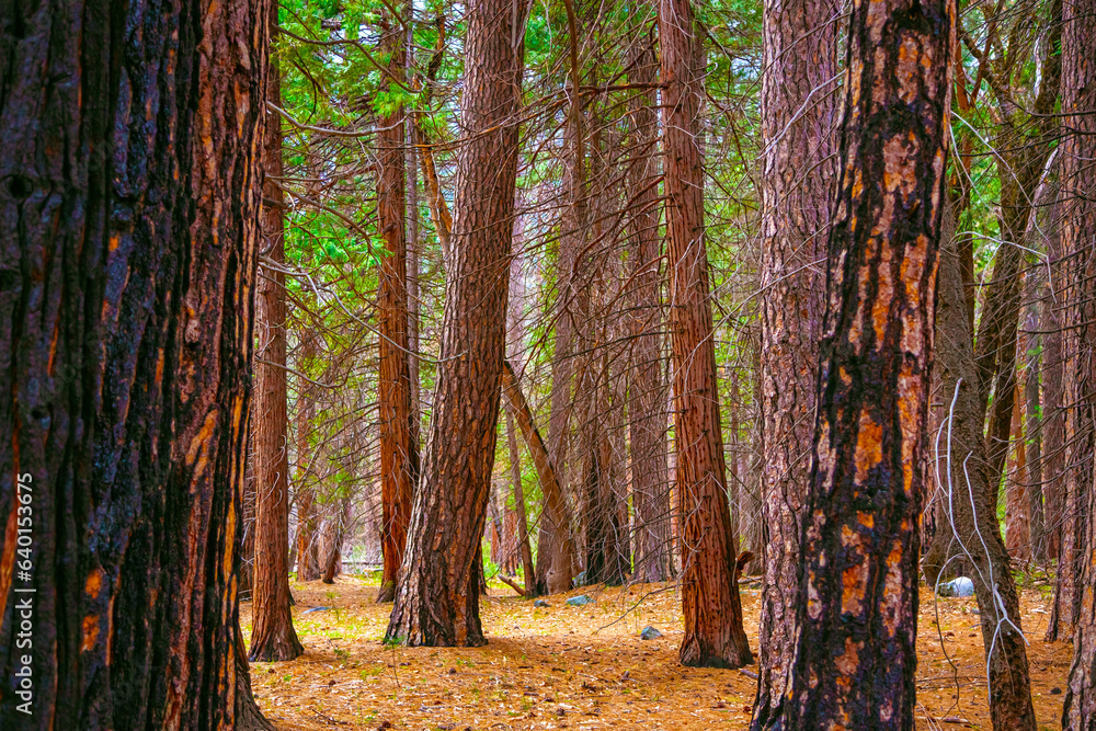 Sequoia Trees - Old Growth Forest. Burnt sequoia trees in Sequoia ...