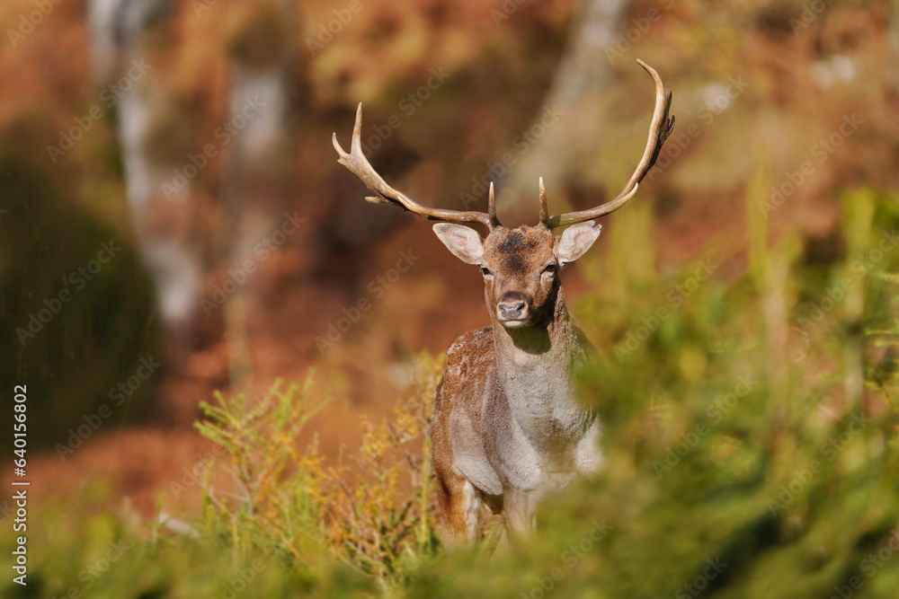 Wildlife scene with a beautiful fallow deer. Dama dama. A majestic ...
