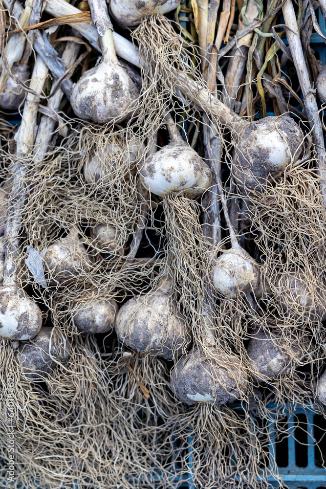 Organic garlic is dried after harvesting. Garlic as a source of health ...
