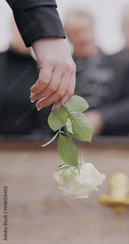 Hand, rose and person at funeral, death and mourning at graveyard ...