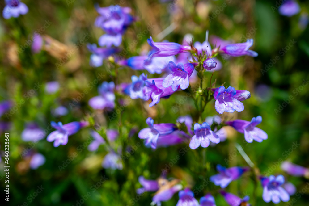 "Venus Penstemon" purple bell flowers. Summer floral background Stock ...