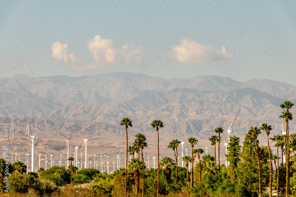 Palm trees and wind turbines in the mountain in Palm Springs, Coachella ...