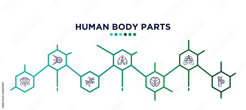 human lungs, respiratory system, sweat or tear drop, human artery ...
