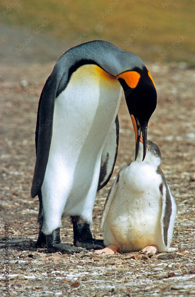 Manchot royal,.Aptenodytes patagonicus, King Penguin, Manchot papou ...