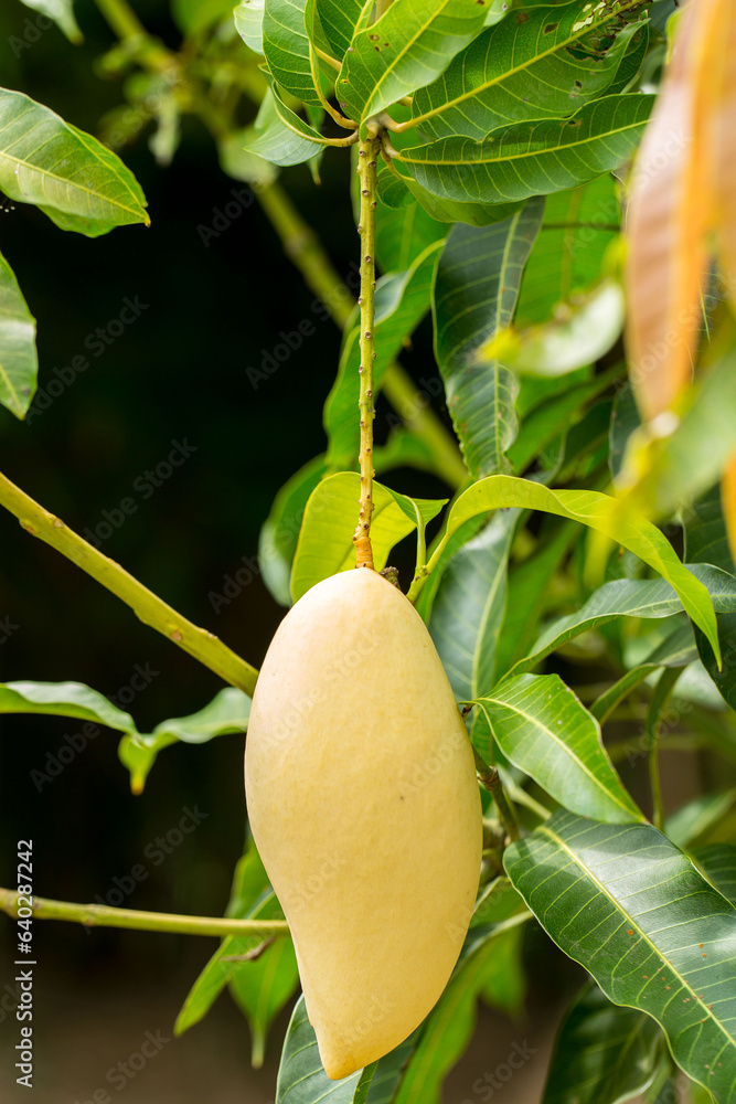 Organic Nam Dok Mai thai Mangoes, Sweet, tasty, refreshing.It is the ...