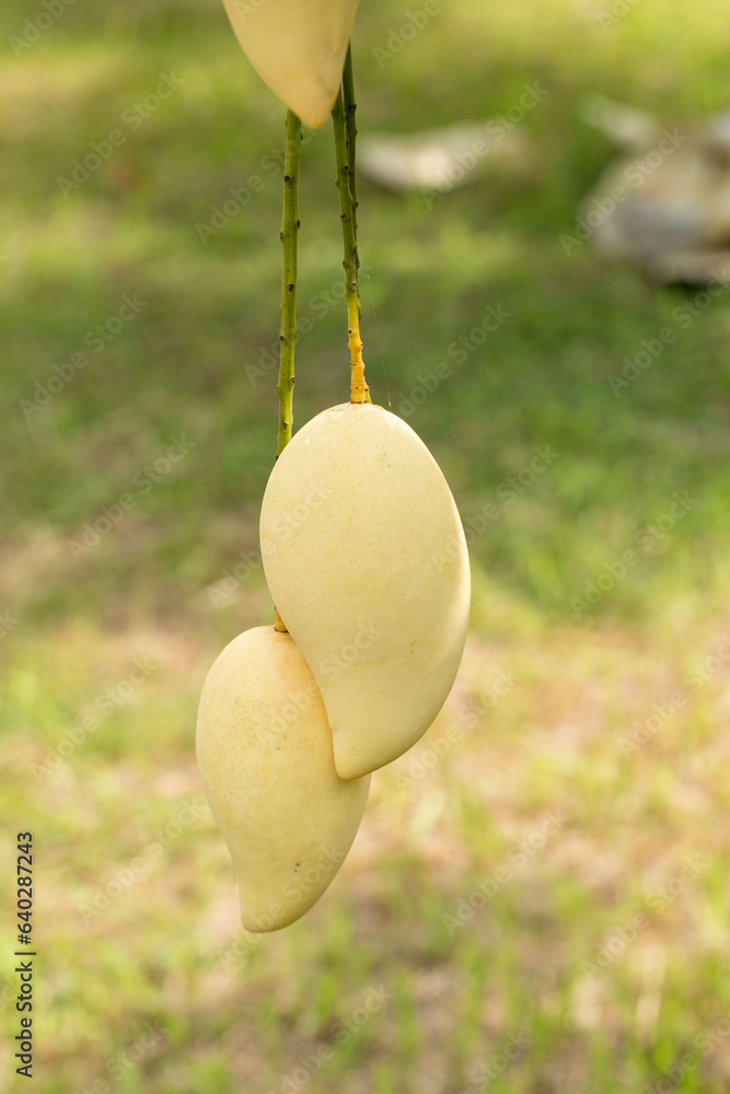 Organic Nam Dok Mai thai Mangoes and leaves at garden, Sweet, tasty ...