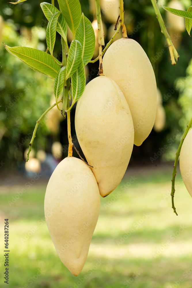 Organic Nam Dok Mai thai Mangoes and leaves at garden, Sweet, tasty ...