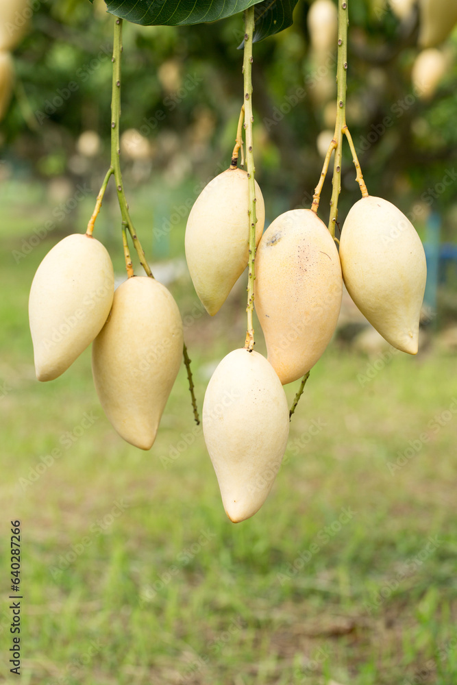 Organic Nam Dok Mai thai Mangoes and leaves at garden, Sweet, tasty ...
