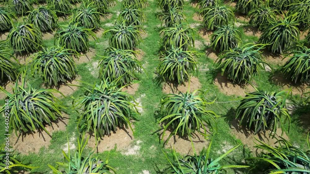 Dragon fruit, grown in the heat. Top view dragon fruit trees growing in ...