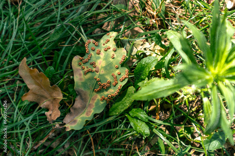 Neuroterus numismalis eggs on the oak leaf. Galls on oak leaf. Eggs of ...
