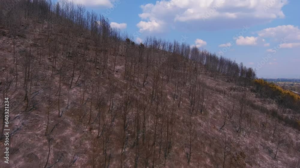 Forest fire. Catastrophe. Green lungs of the planet. Destroyed flora ...