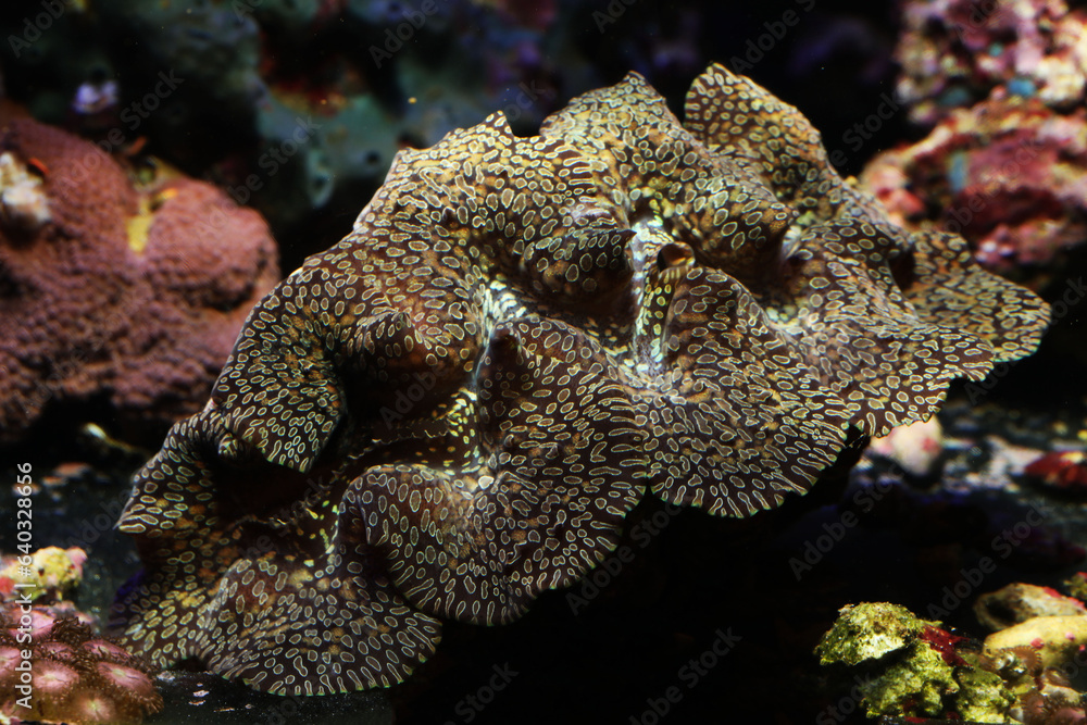 Teardrop giant clam (Tridacna noae) from South China sea Photos | Adobe Stock