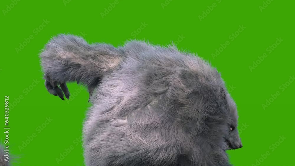 Angry Werewolf Dark Fur Green Screen Attacks Front Loop 3D Rendering ...
