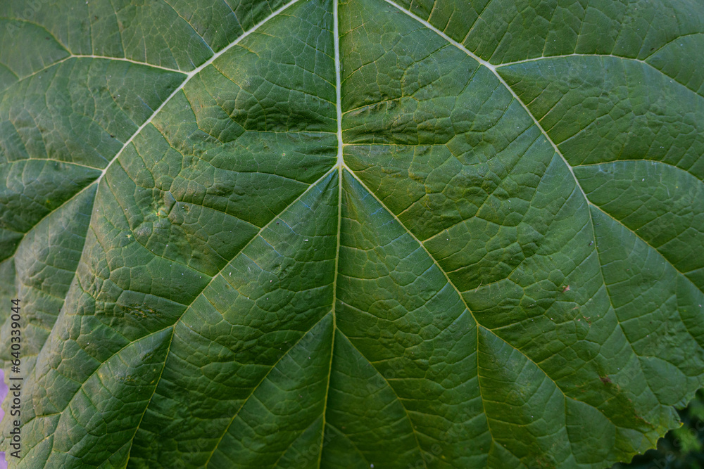 Large, broad green leaf. Long white veins and hairy green lamina ...