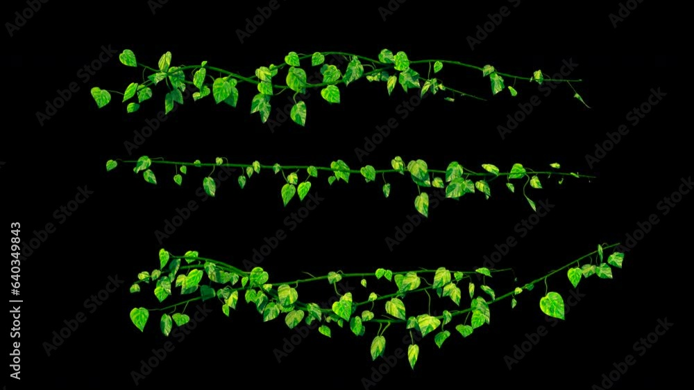 Ivy / vine houseplant growing animation. Collection. Including alpha ...