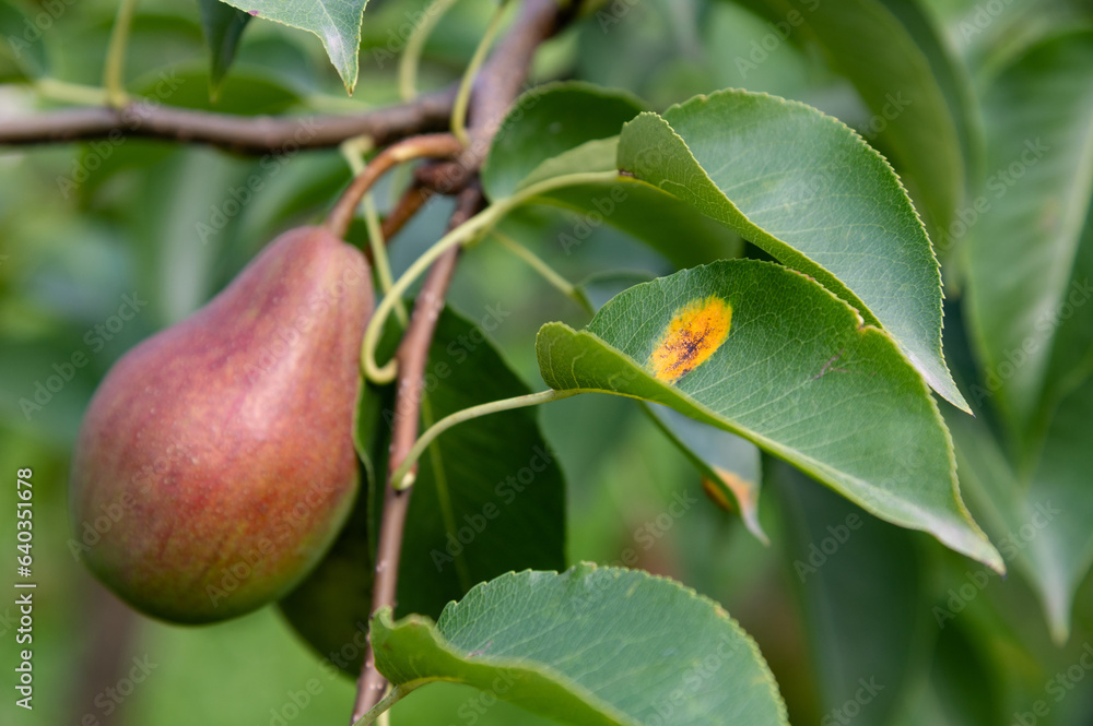 Foto de Diseases of pear leaves and all pome fruits. Development of ...