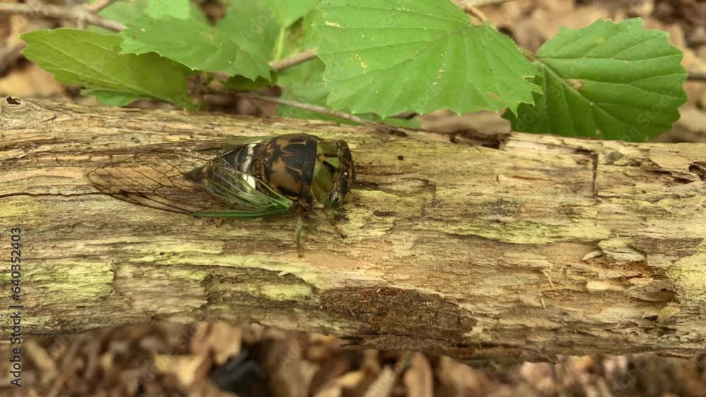 American cicadas are large insects living in North America. The larvae ...