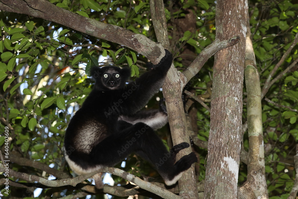 Approaching 10 kg, the critically endangered indri, Indri indri ...