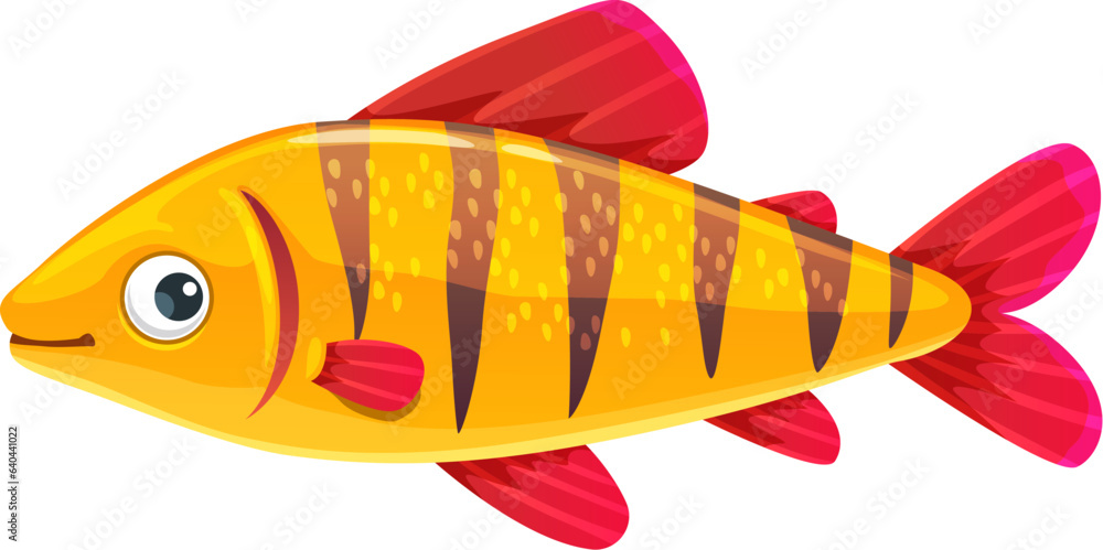 Cartoon aquarium fish, isolated vector tiger barb or puntigrus ...