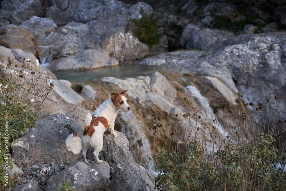 dog on the stone. brave jack russell terrier in nature Stock Photo ...