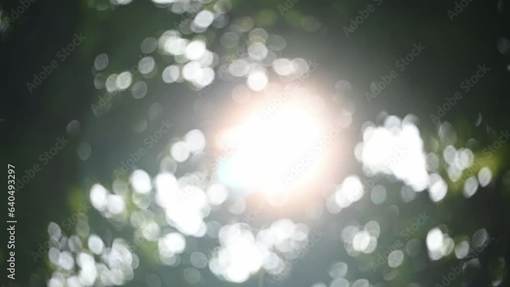 Background bokeh of tropical tree leaves swaying in the breeze with ...