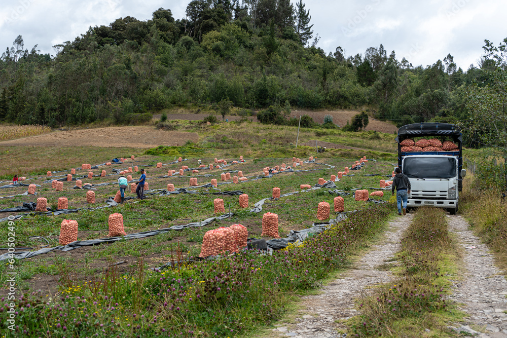 Hermosa finca con cultivo de cebolla y campesinos trabajando, Beautiful ...