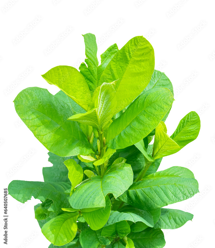 Isolated green tobacco plant It is a plant that contains nicotine ...