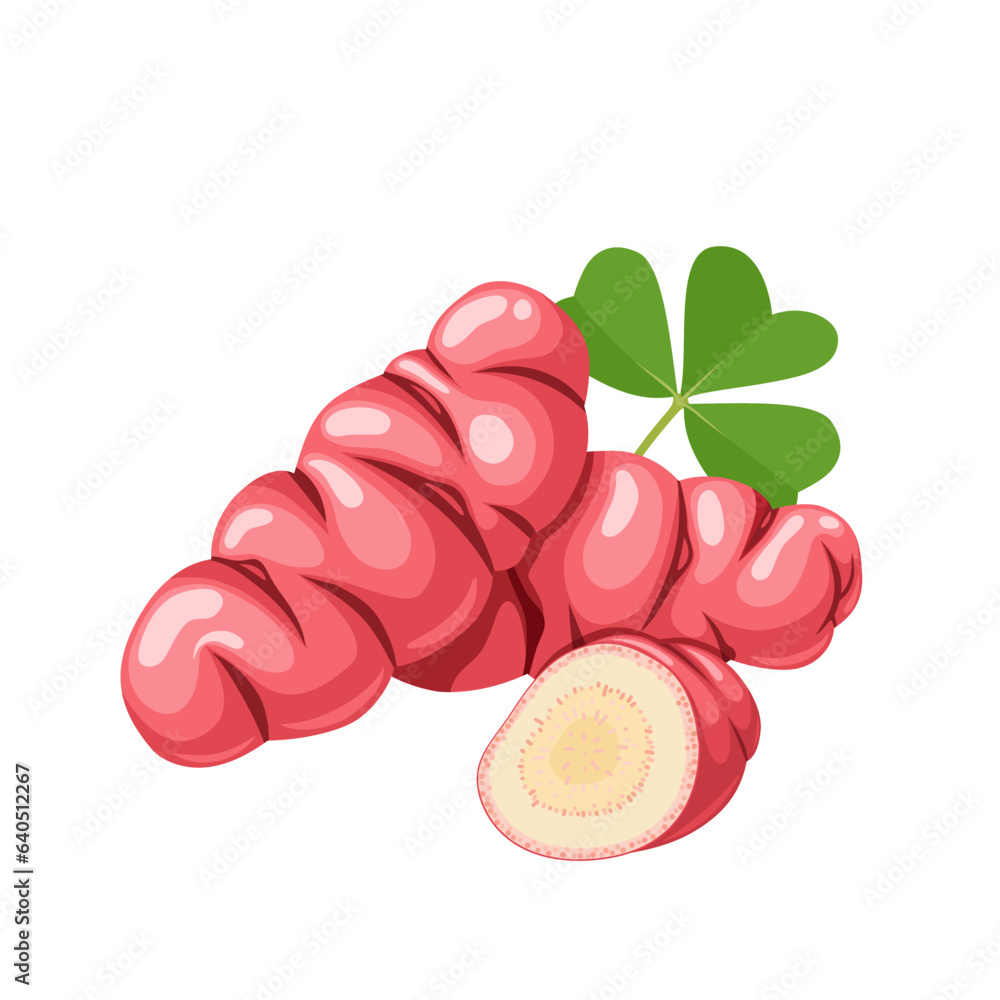 Vector illustration, Oxalis tuberosa, known as Uqa or Oca, a root ...