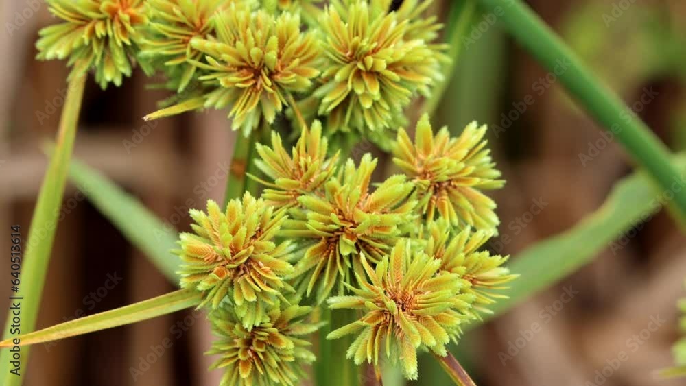 Tall Flatsedge, Cyperus Eragrostis, a native perennial monoclinous herb ...
