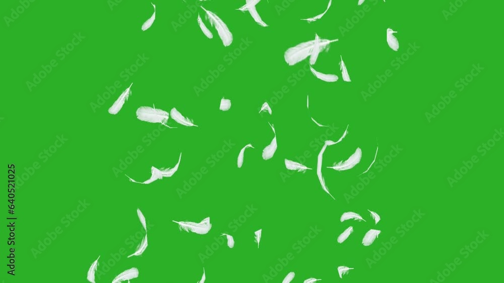 Footage of scattering of bird feathers. The motion of a floating ...