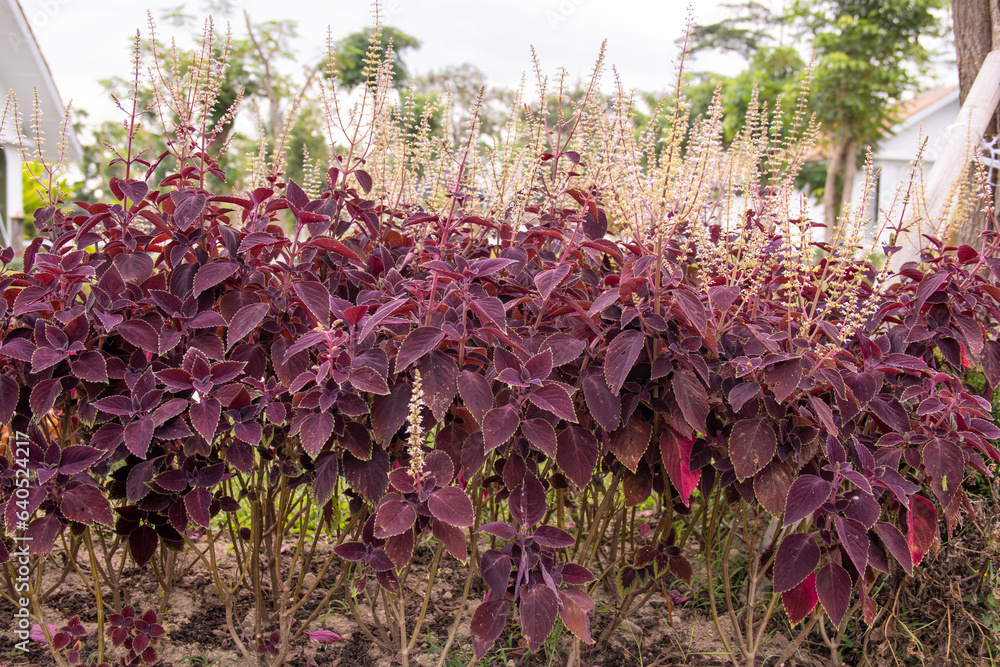 Isolated coleus plant and flower. Also known as Plectranthus ...