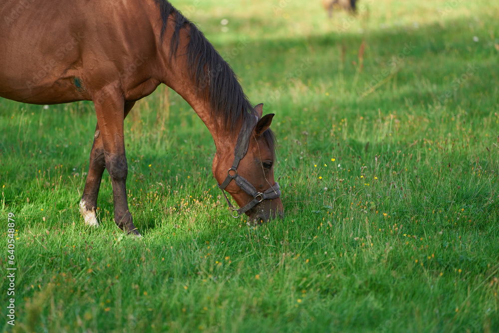 Majestic Red Horse with Flowing Mane in Open Pasture. Red horse with a ...