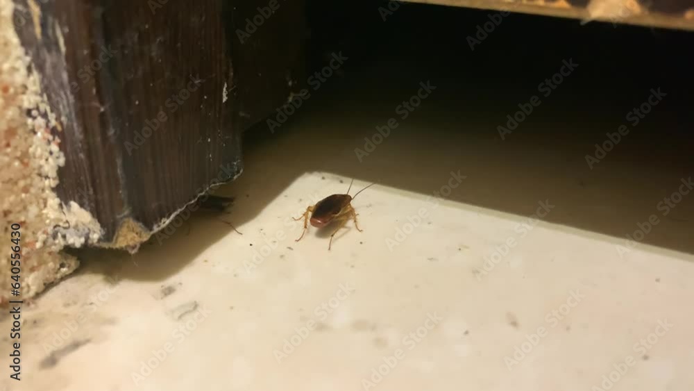 Cockroaches, insects. Disgust and discomfort, repulsive nature of these ...