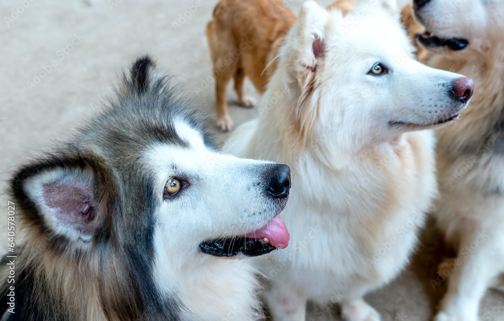 Alaska Malamute dog portrait in domesticated pet. They are very ...