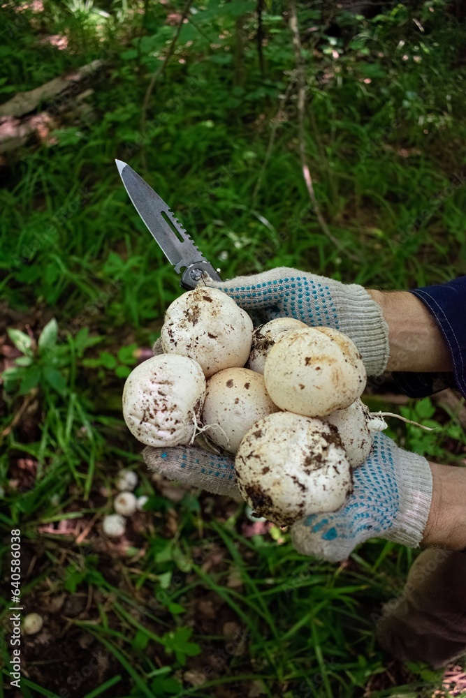 man holding witch's eggs of Phallus impudicus known as common stinkhorn ...