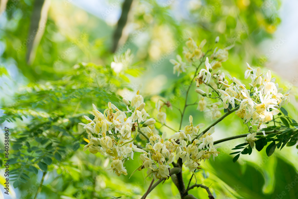 Moringa oleifera, Moringa leaves, Beautiful Moringa flower on the tree ...