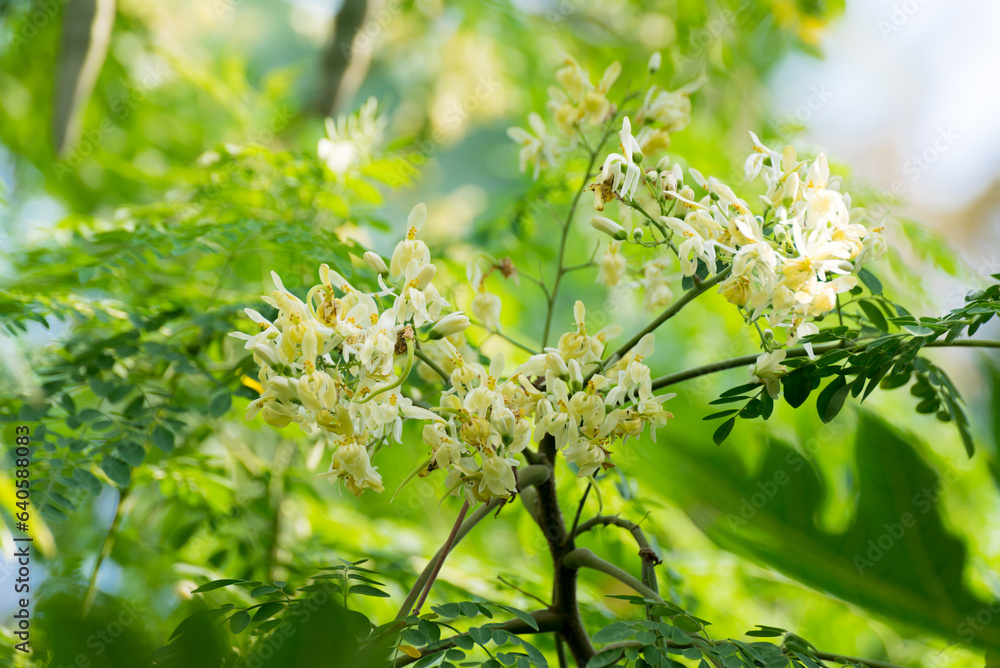 Moringa oleifera, Moringa leaves, Beautiful Moringa flower on the tree ...