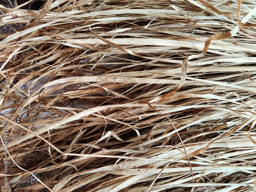 Dry grass, hay, straw laid in rows. Thatched wall background and ...